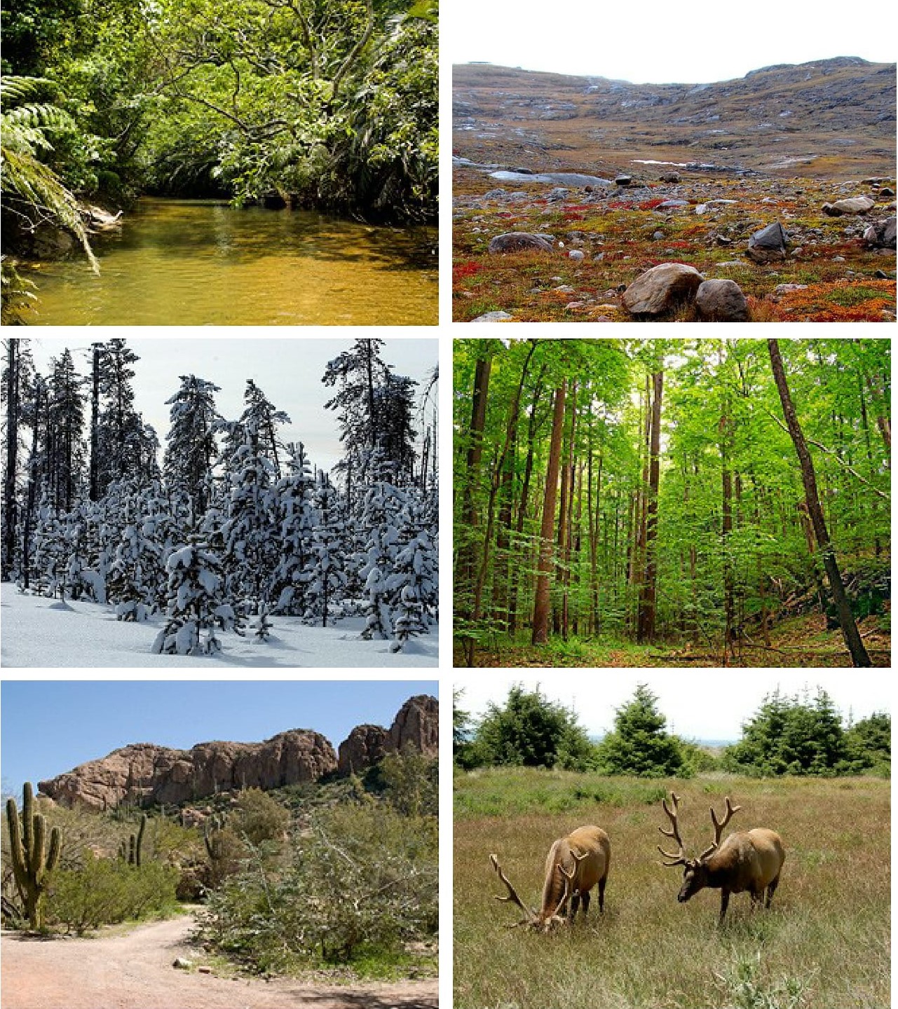 How Plants And Animals Are Adapted To Extreme Environments