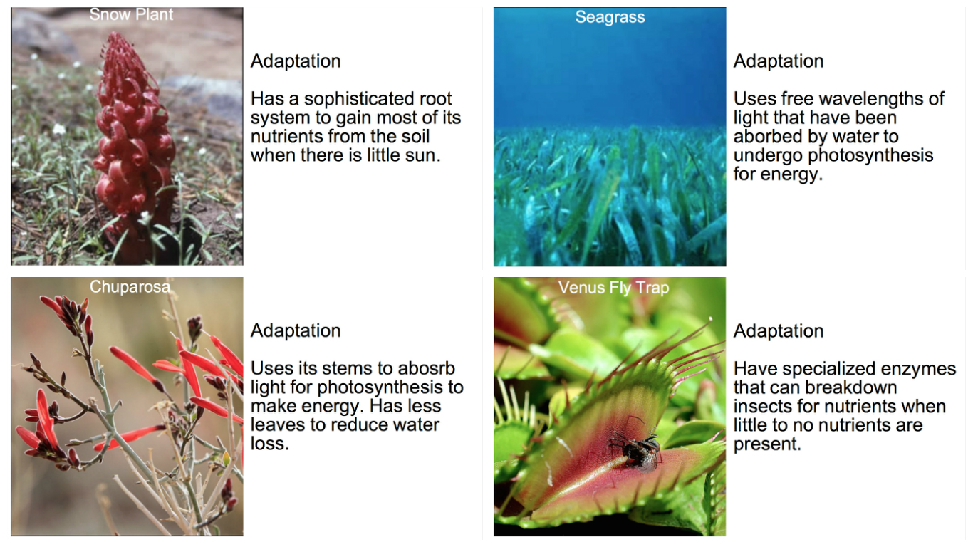 What Is Adaptation Types Of Adaptation In Plants